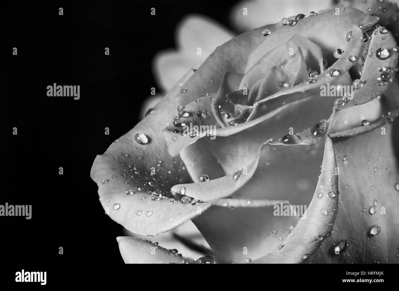 Rosa bianca e nera immagini e fotografie stock ad alta risoluzione - Alamy
