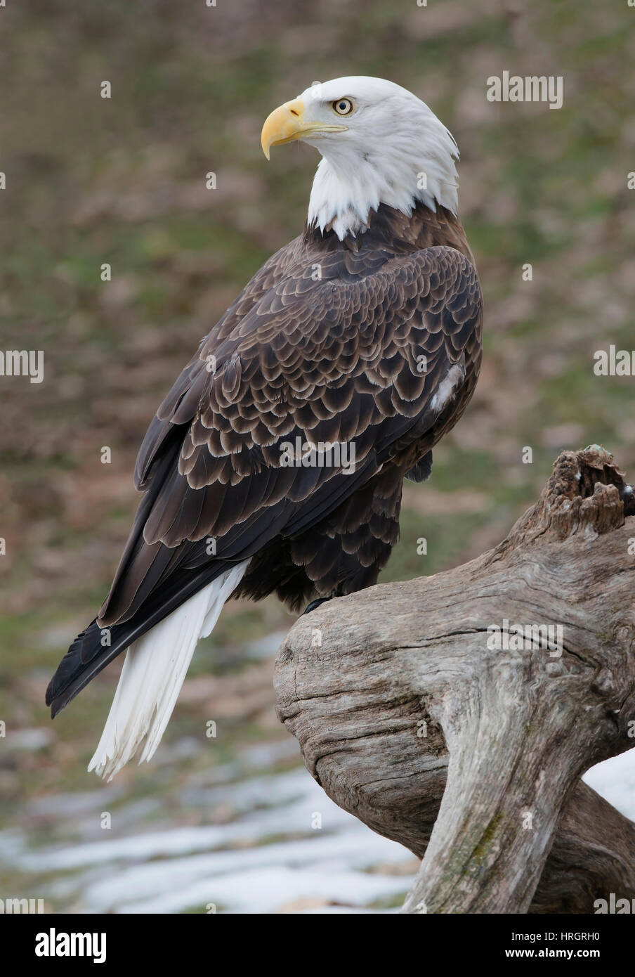 Simbolo dell'aquila americana immagini e fotografie stock ad alta ...
