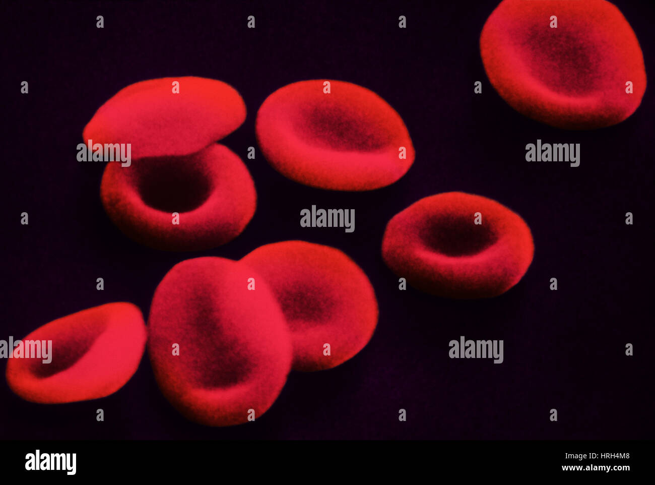 Globuli rossi biconcavi immagini e fotografie stock ad alta risoluzione ...
