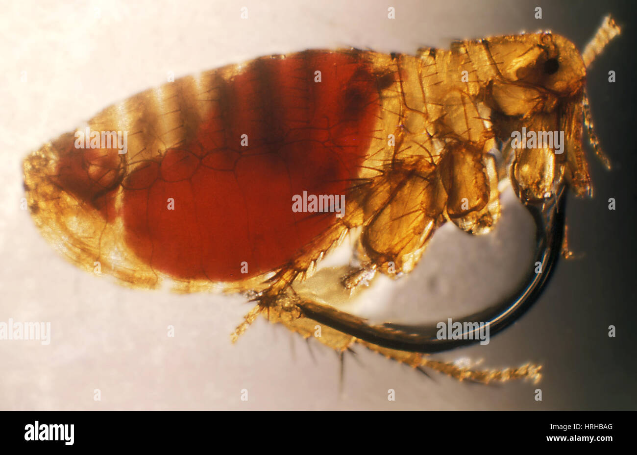 Pulce di xenopsylla cheopis immagini e fotografie stock ad alta ...