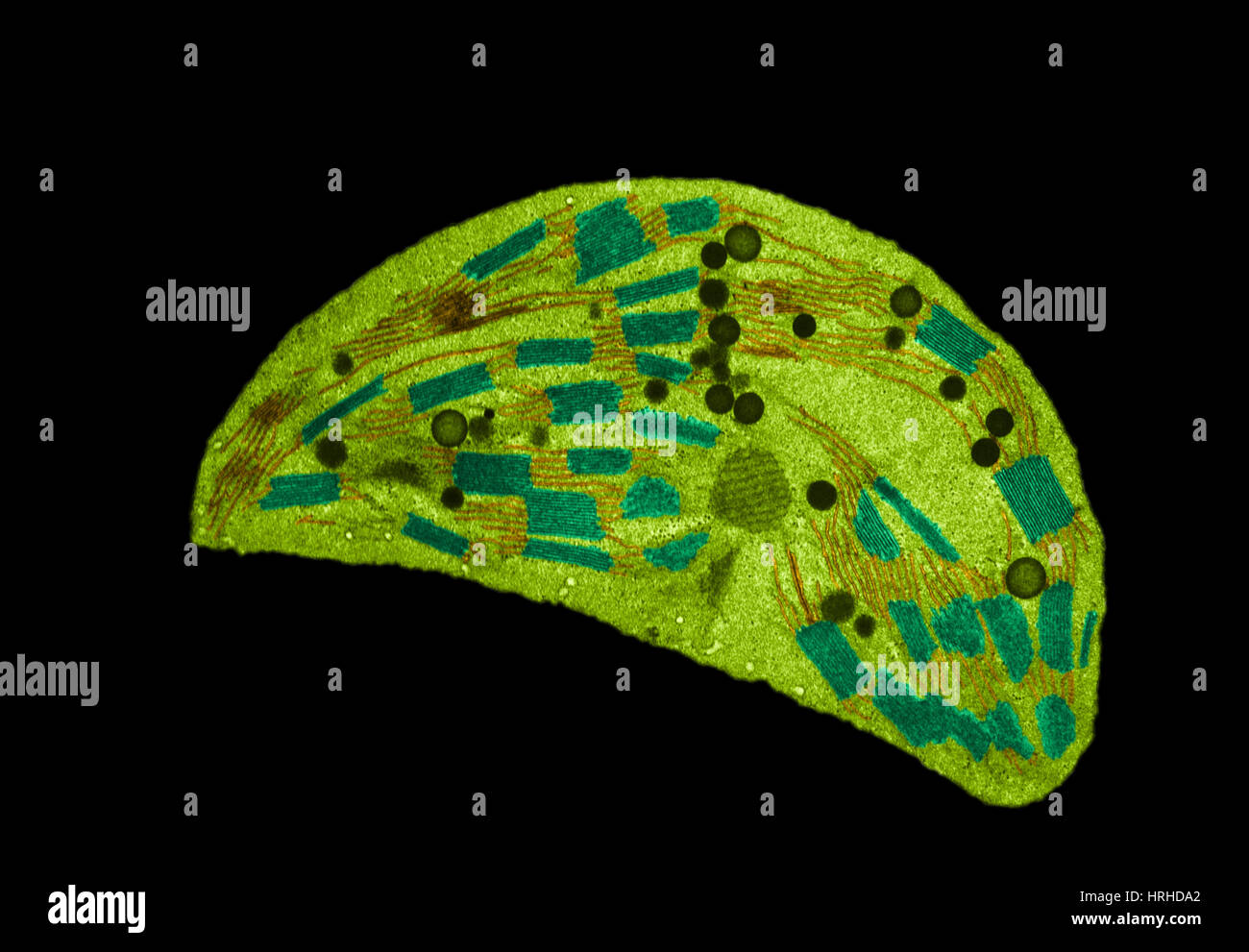 Il cloroplasto immagini e fotografie stock ad alta risoluzione - Alamy