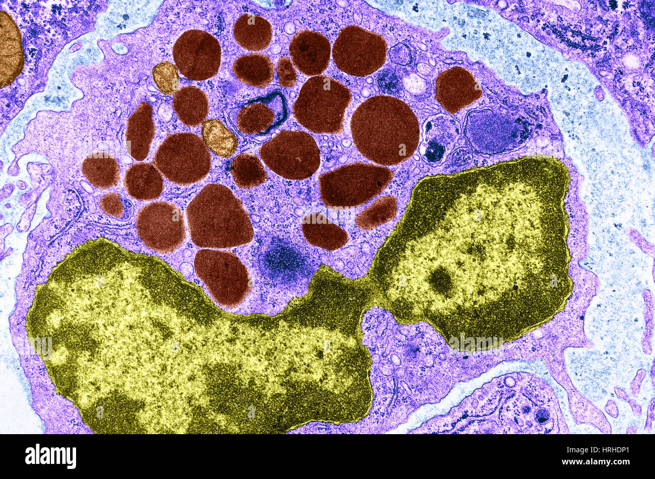 Leucociti basofili immagini e fotografie stock ad alta risoluzione - Alamy