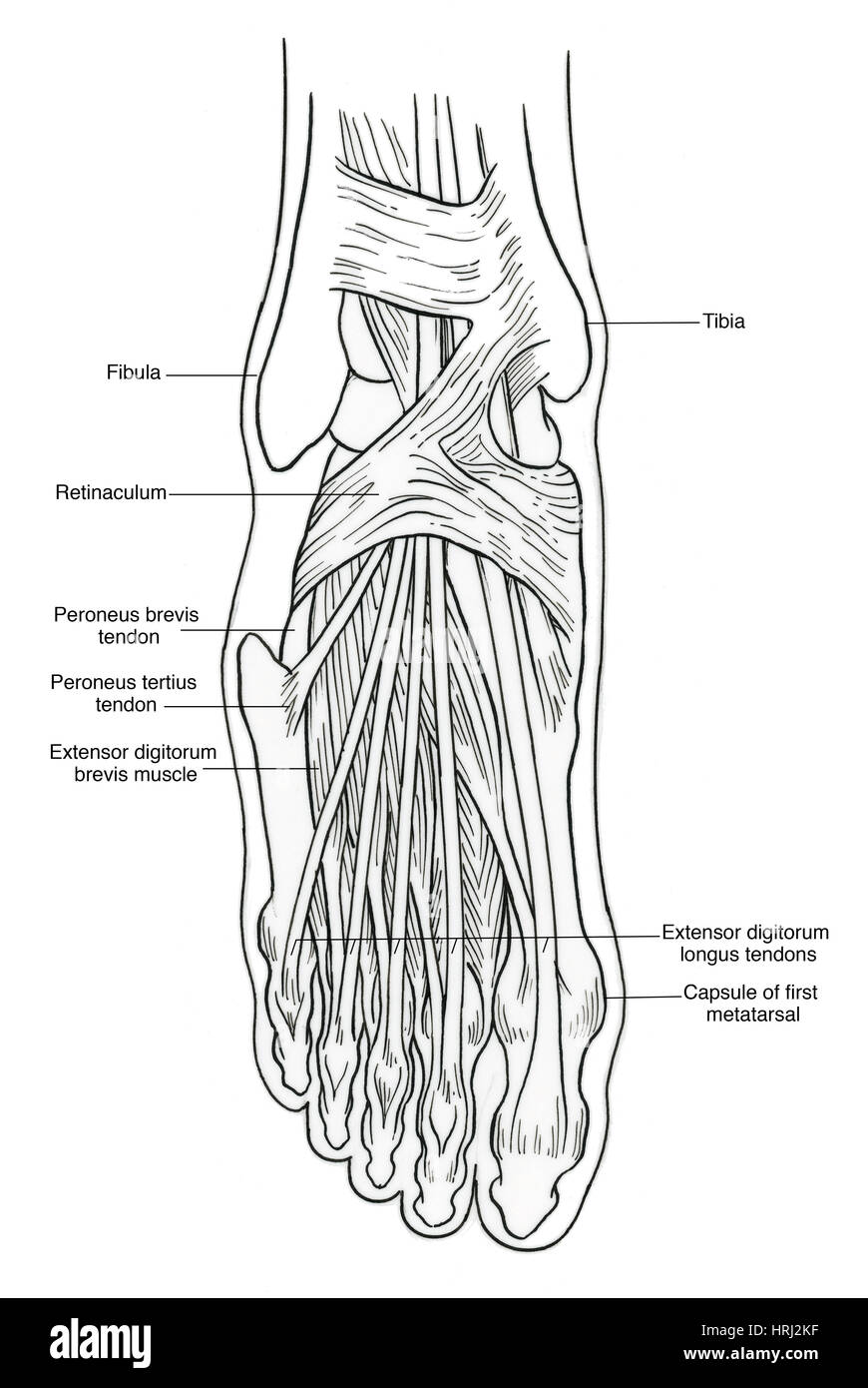 Anatomia del piede capsula Immagini senza sfondo e Foto Stock ...