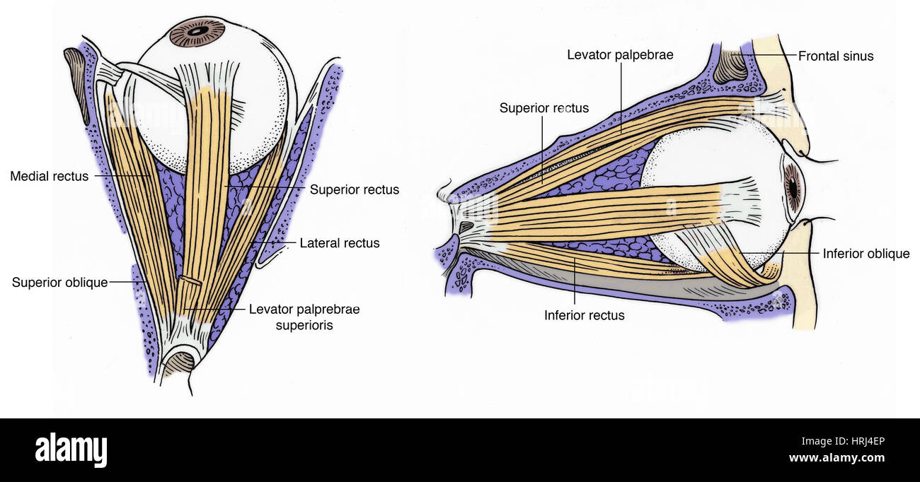 Músculos del miembro superior anatomía immagini e fotografie stock ad ...