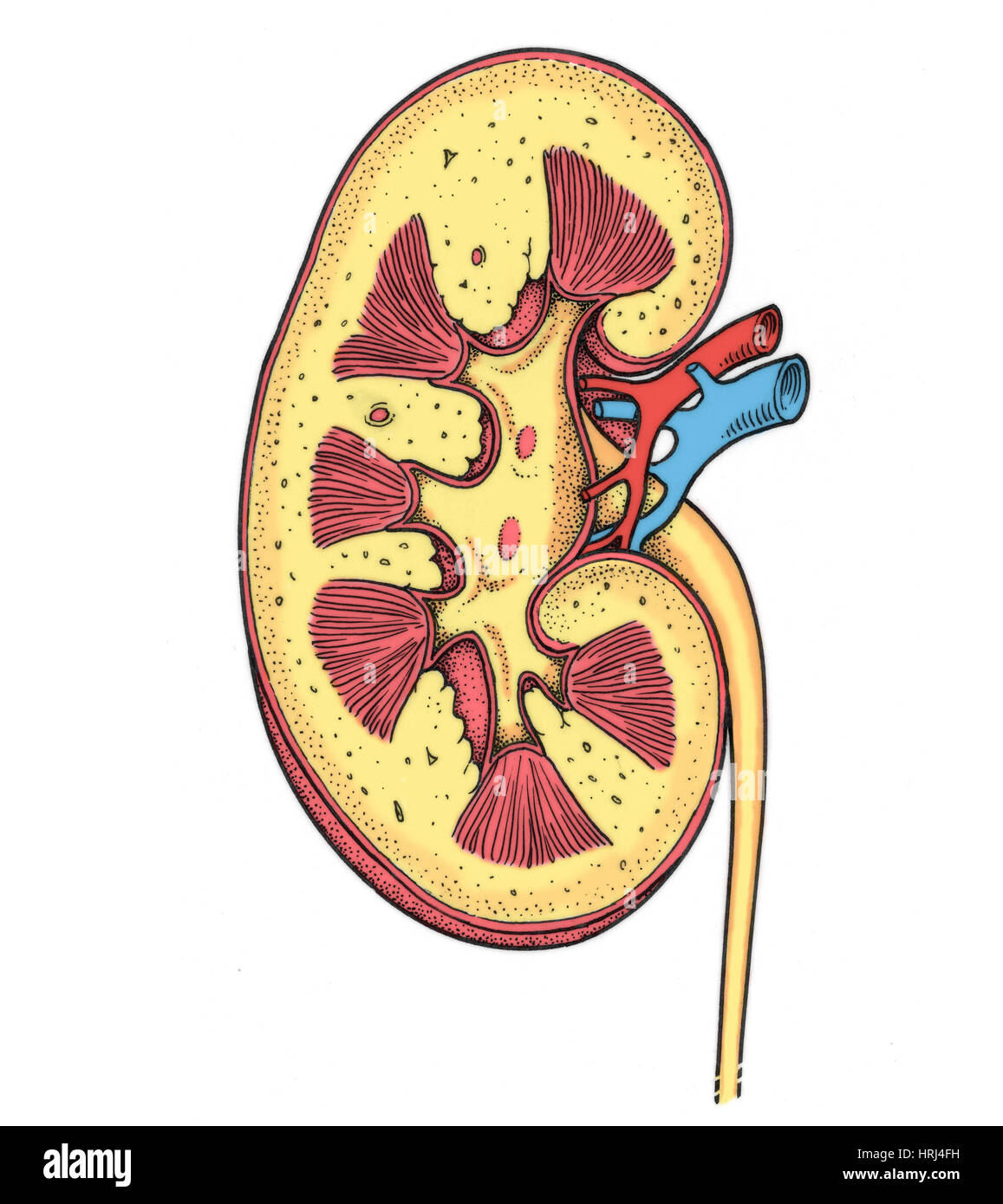 Disegno del rene del sistema anatomico Immagini senza sfondo e Foto ...