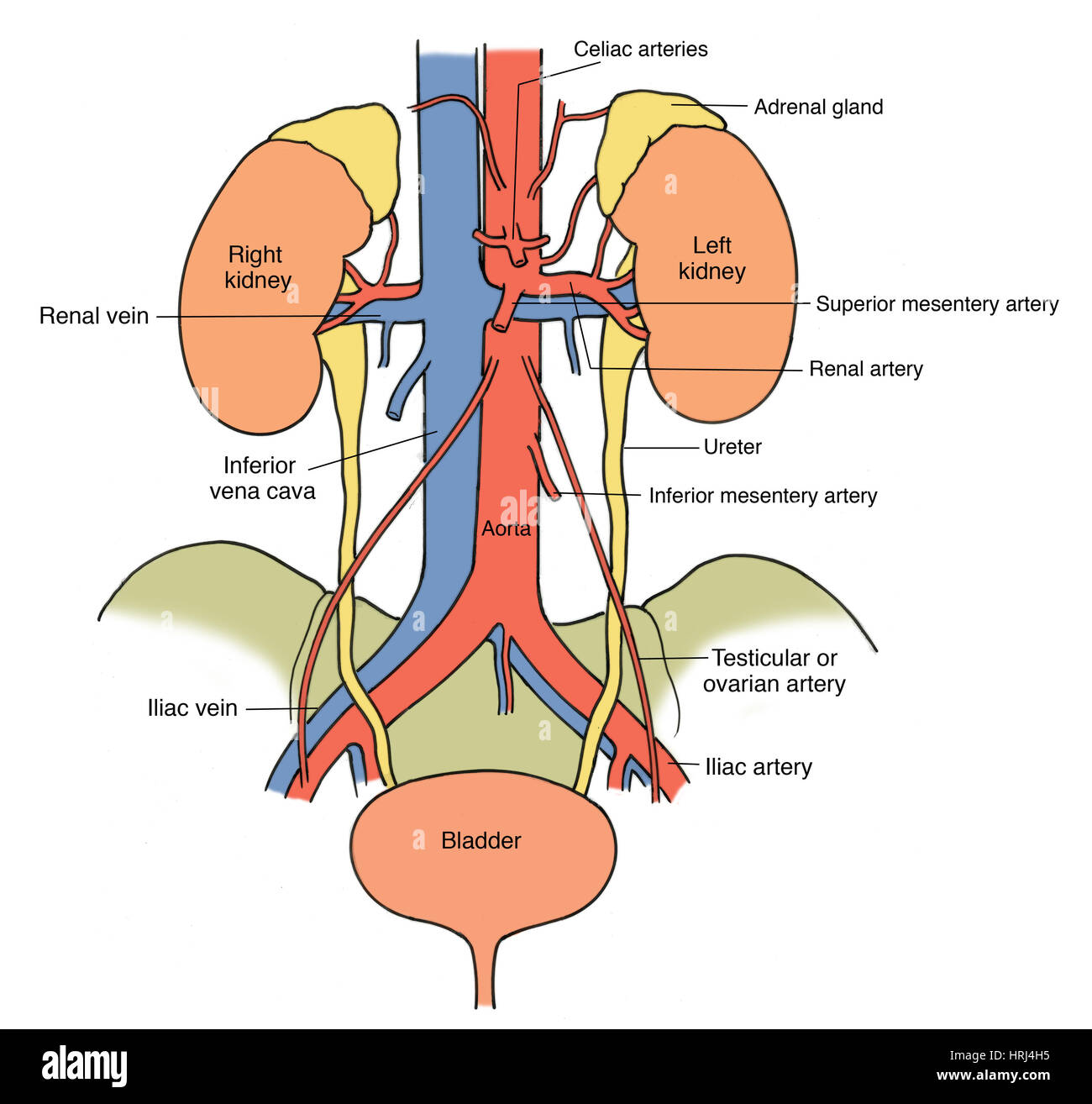 Arteria testicolare immagini e fotografie stock ad alta risoluzione - Alamy