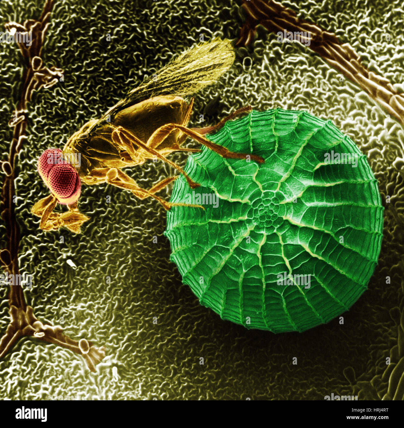 Parasite parasitic wasp parasitoid immagini e fotografie stock ad alta ...