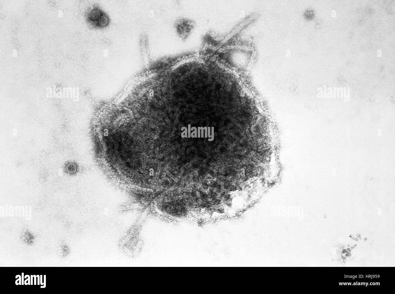 Avvolto virus rna immagini e fotografie stock ad alta risoluzione - Alamy