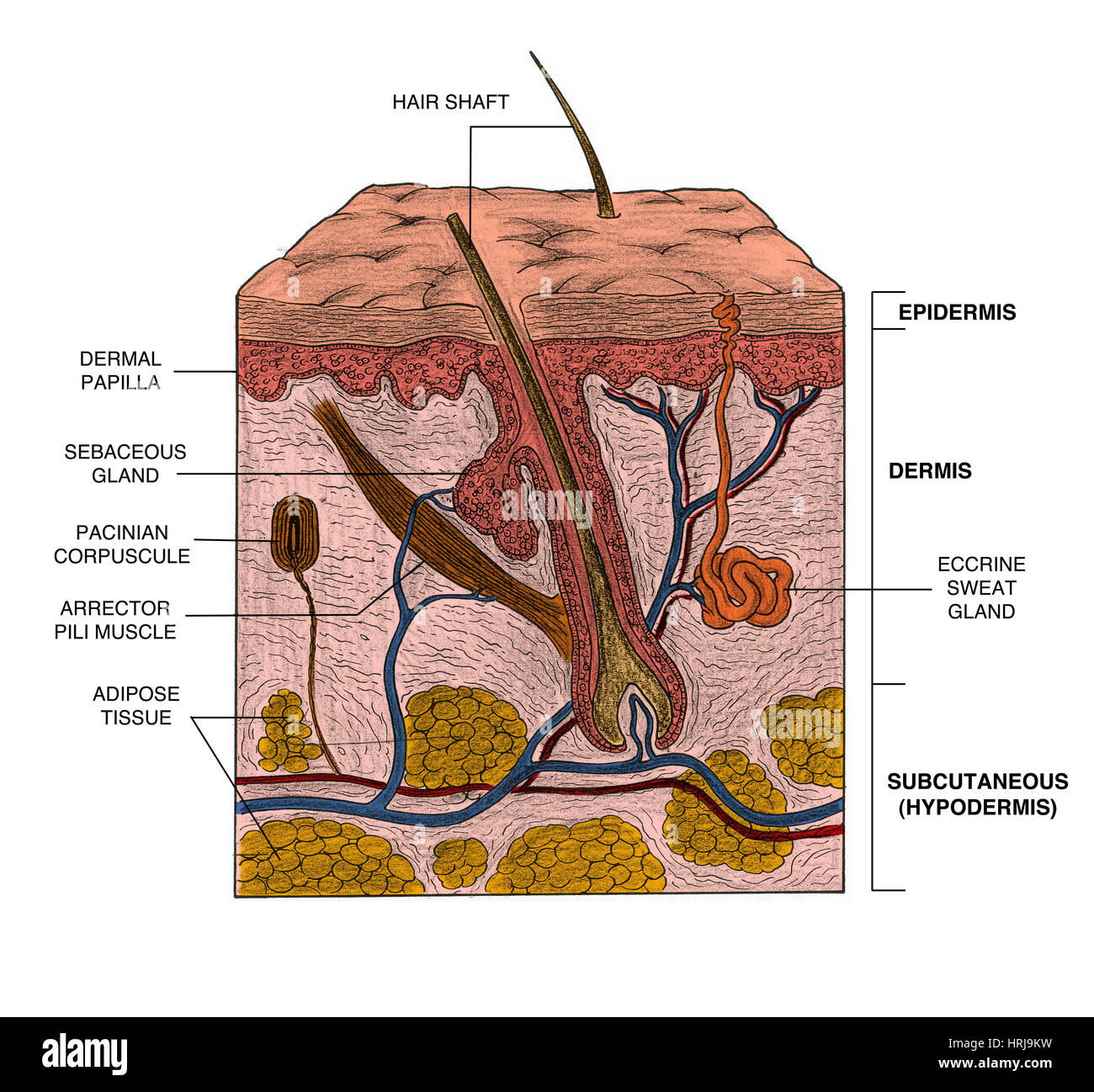 Strati di disegno della pelle Immagini senza sfondo e Foto Stock ...