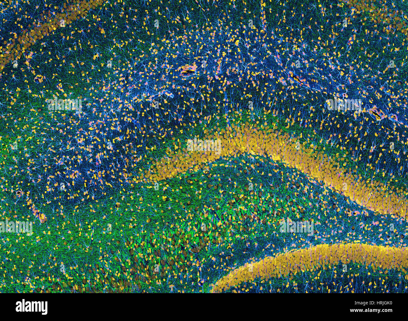 Ippocampo cervello immagini e fotografie stock ad alta risoluzione - Alamy