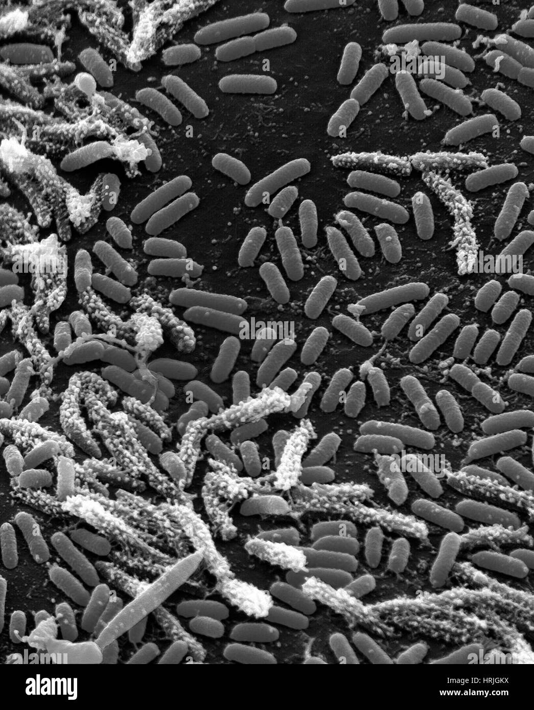 Batterio vibrio Foto e Immagini Stock in Bianco e Nero - Alamy