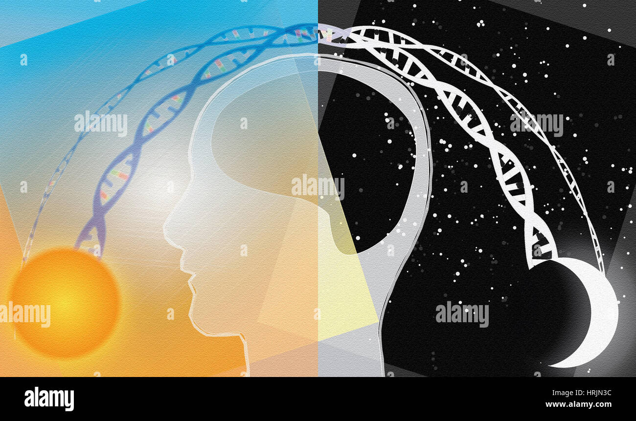 Ritmi circadiani immagini e fotografie stock ad alta risoluzione - Alamy