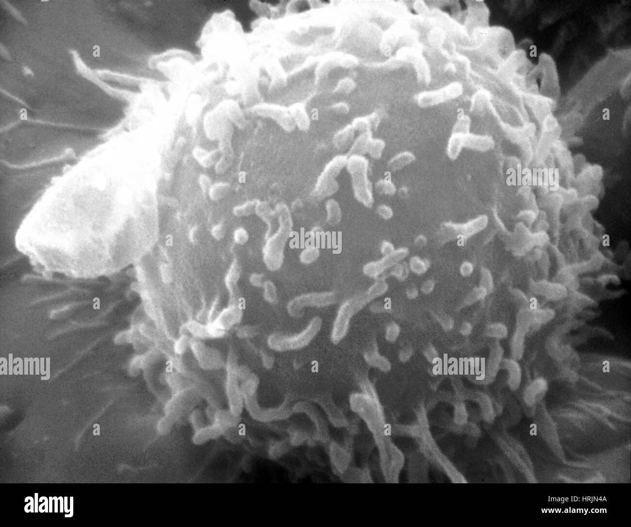 Sem di linfociti immagini e fotografie stock ad alta risoluzione - Alamy