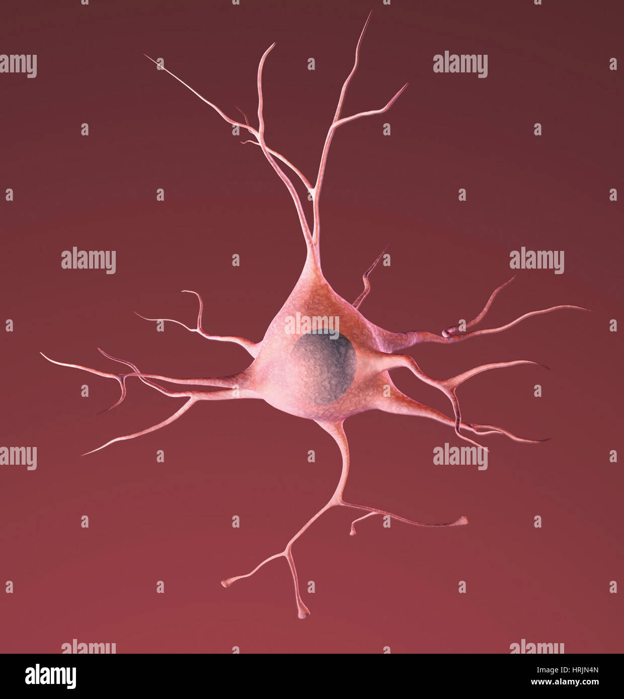 Il sistema nervoso, neurone Foto stock - Alamy