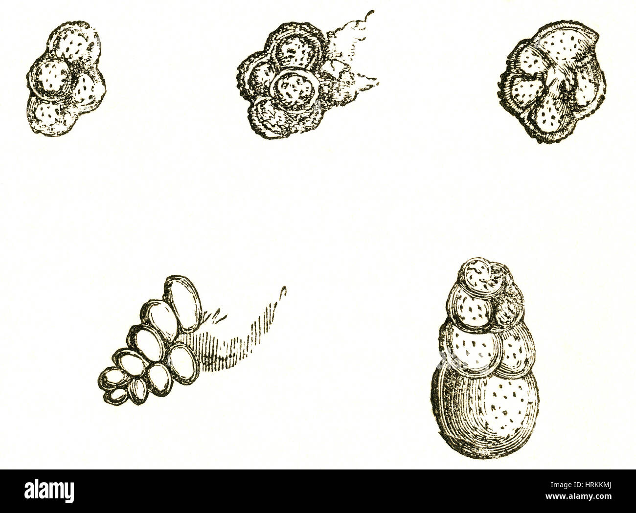 Foraminiferi fossilizzati immagini e fotografie stock ad alta ...