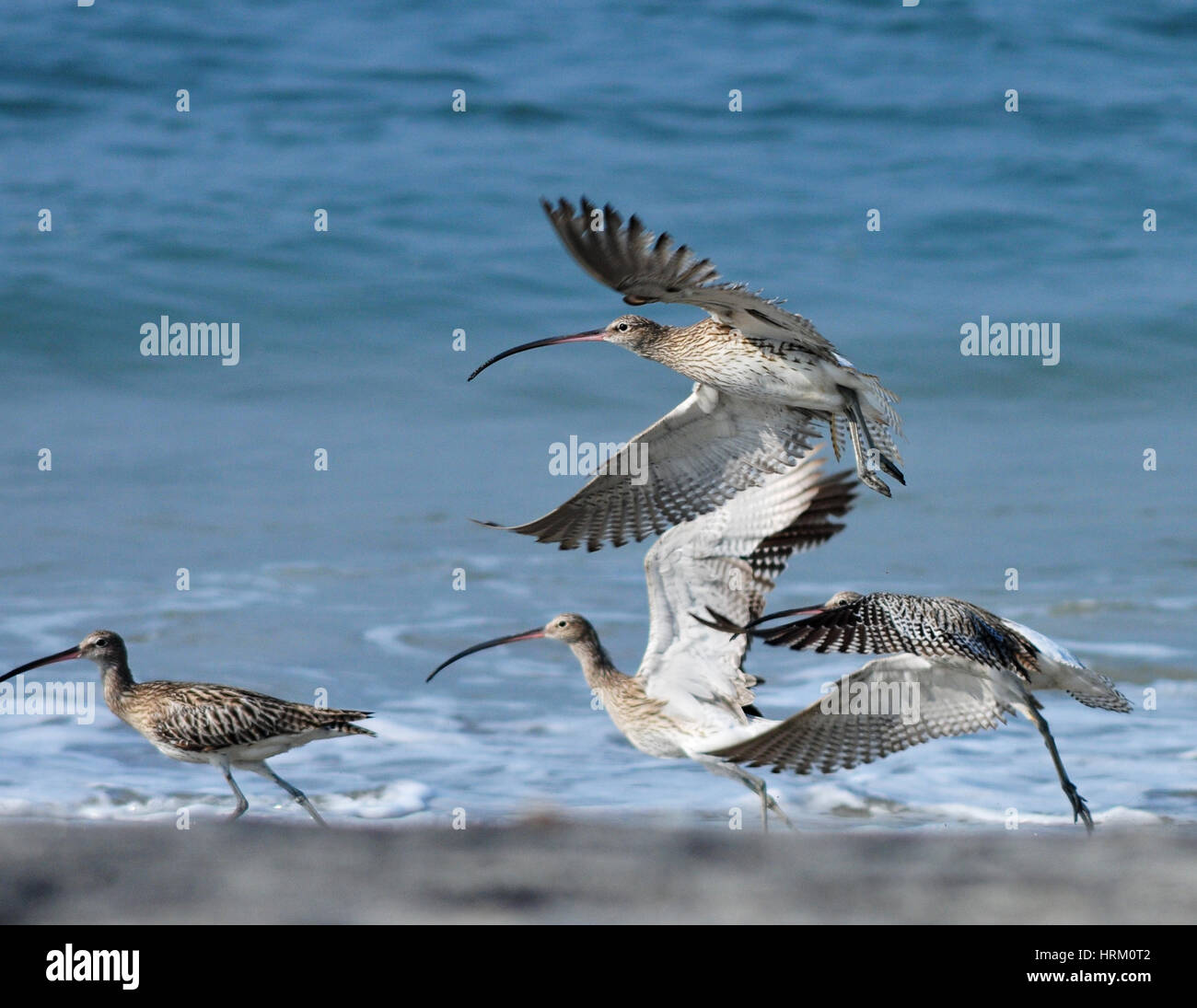 Uccelli di kerala immagini e fotografie stock ad alta risoluzione - Alamy