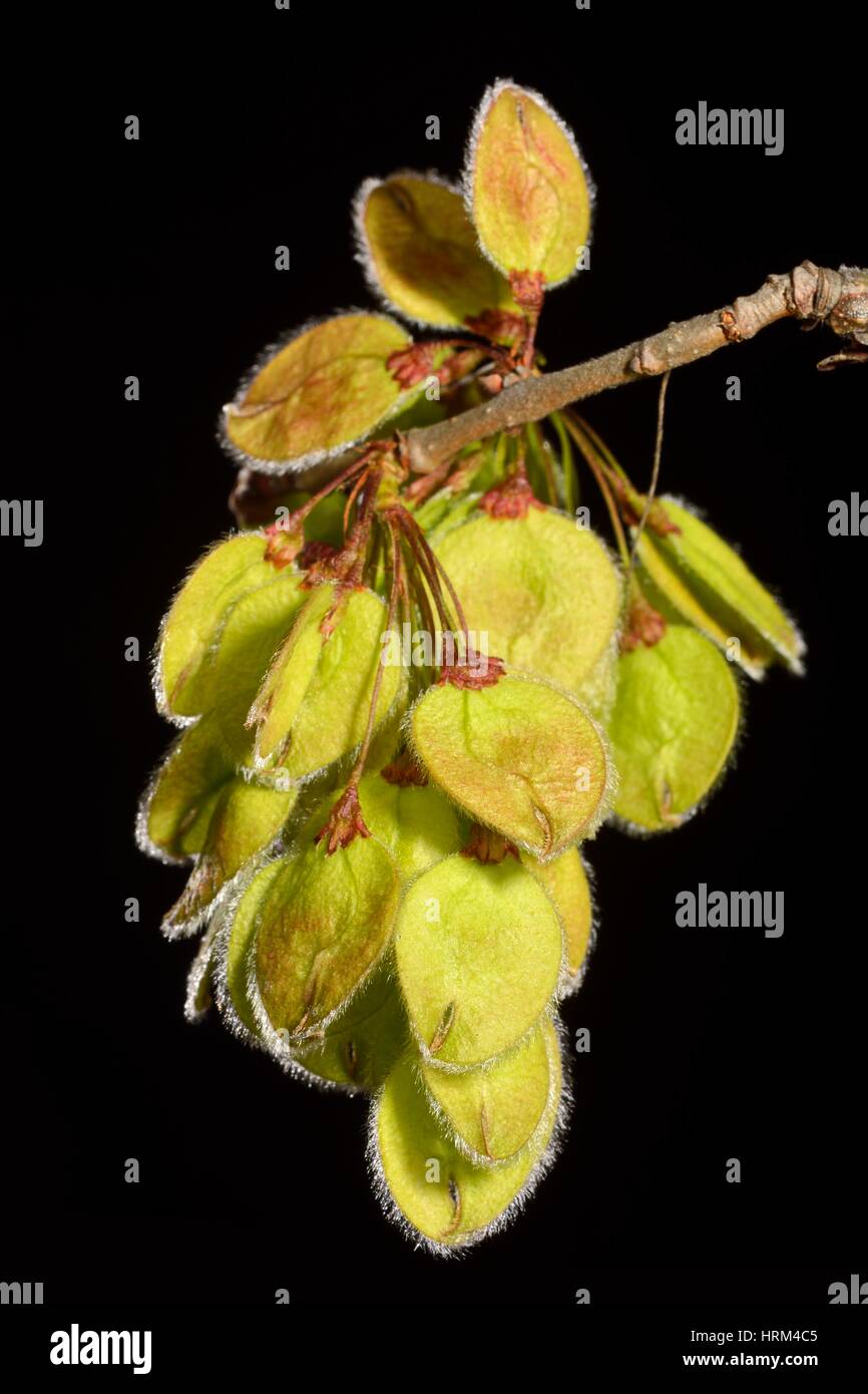 Ulmus laevis immagini e fotografie stock ad alta risoluzione - Alamy