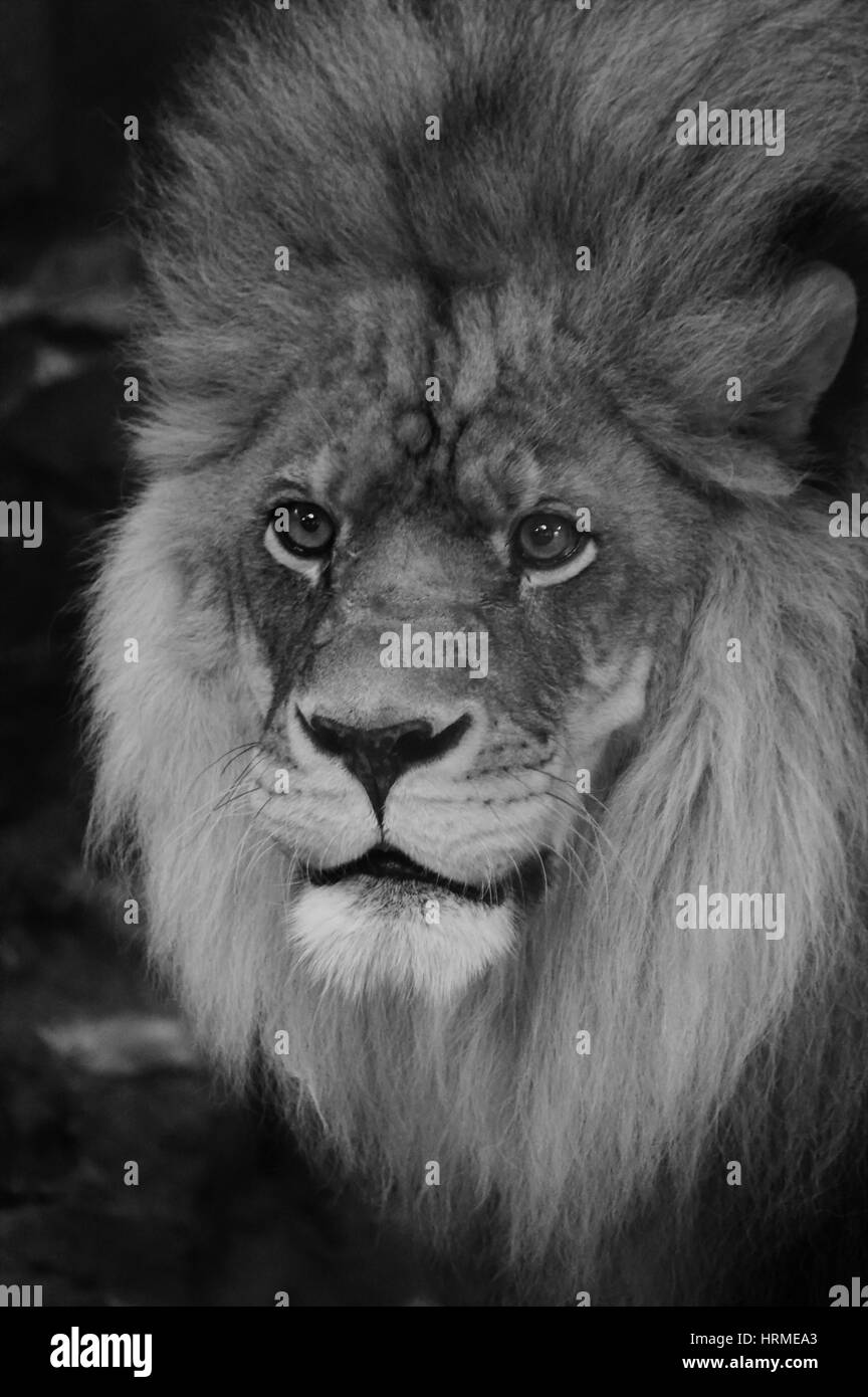 Leone bianco maschio adulto Foto e Immagini Stock in Bianco e Nero - Alamy