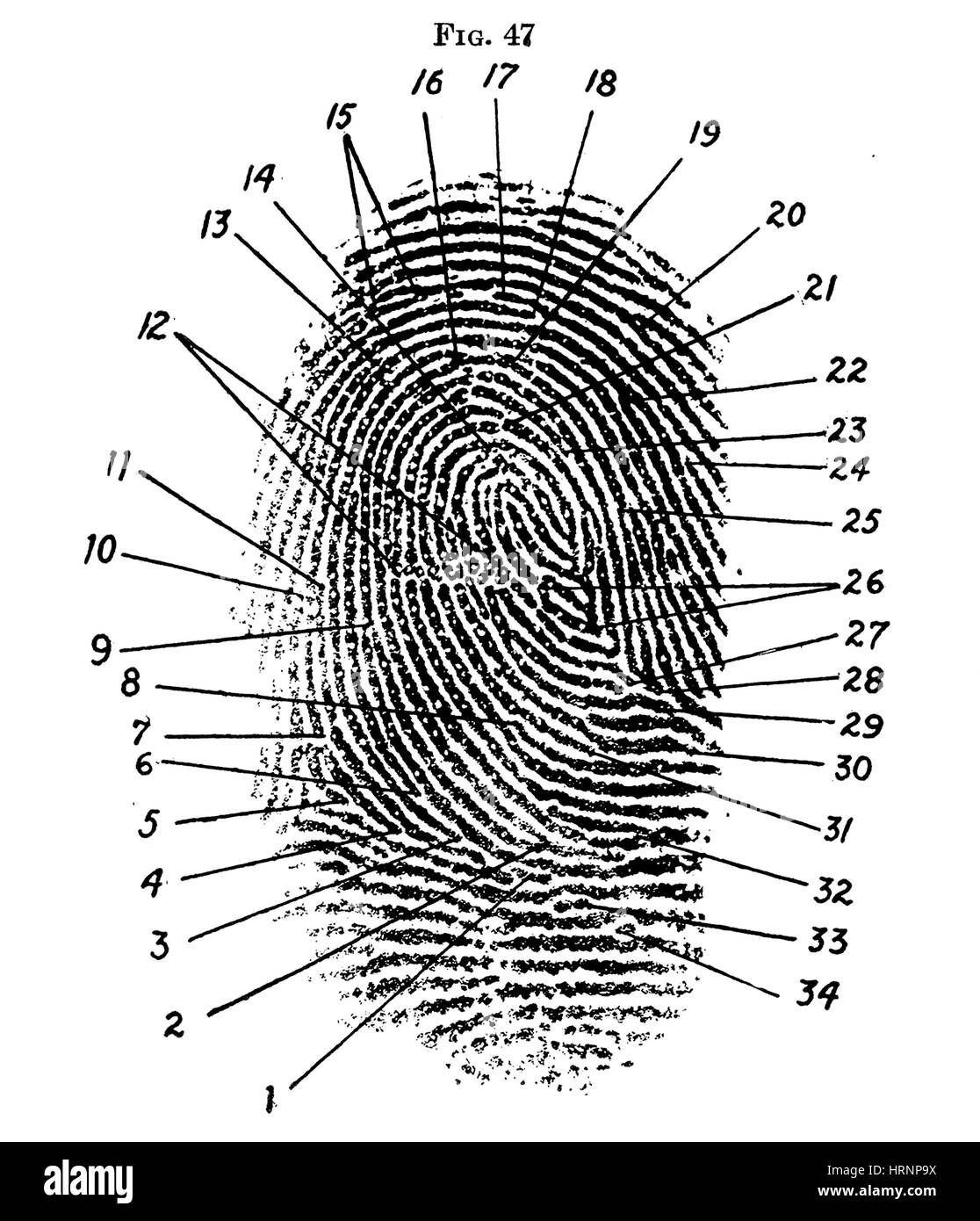 Impronta digitale forense Immagini senza sfondo e Foto Stock ritagliate ...