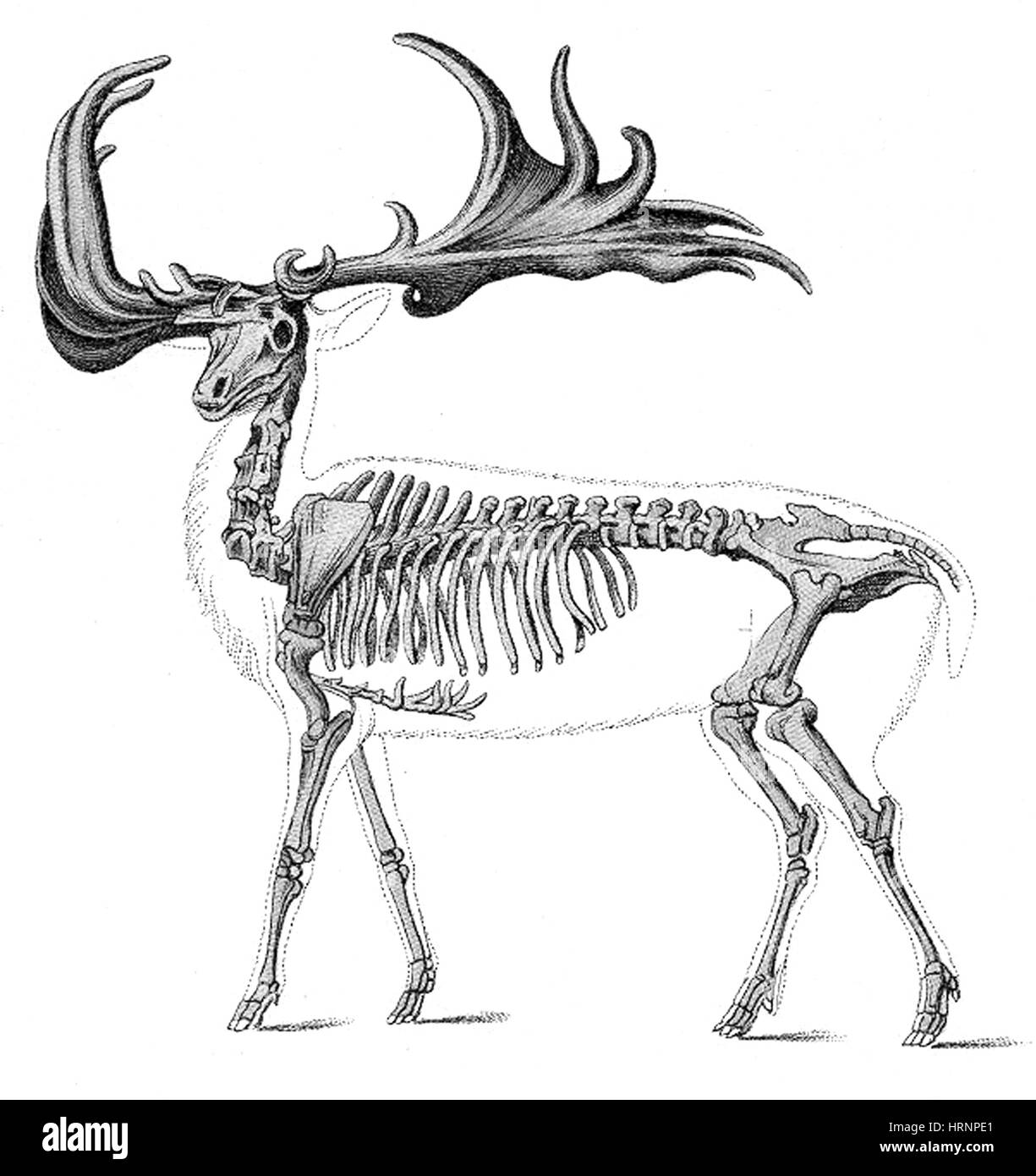 Grande mammifero terrestre immagini e fotografie stock ad alta ...