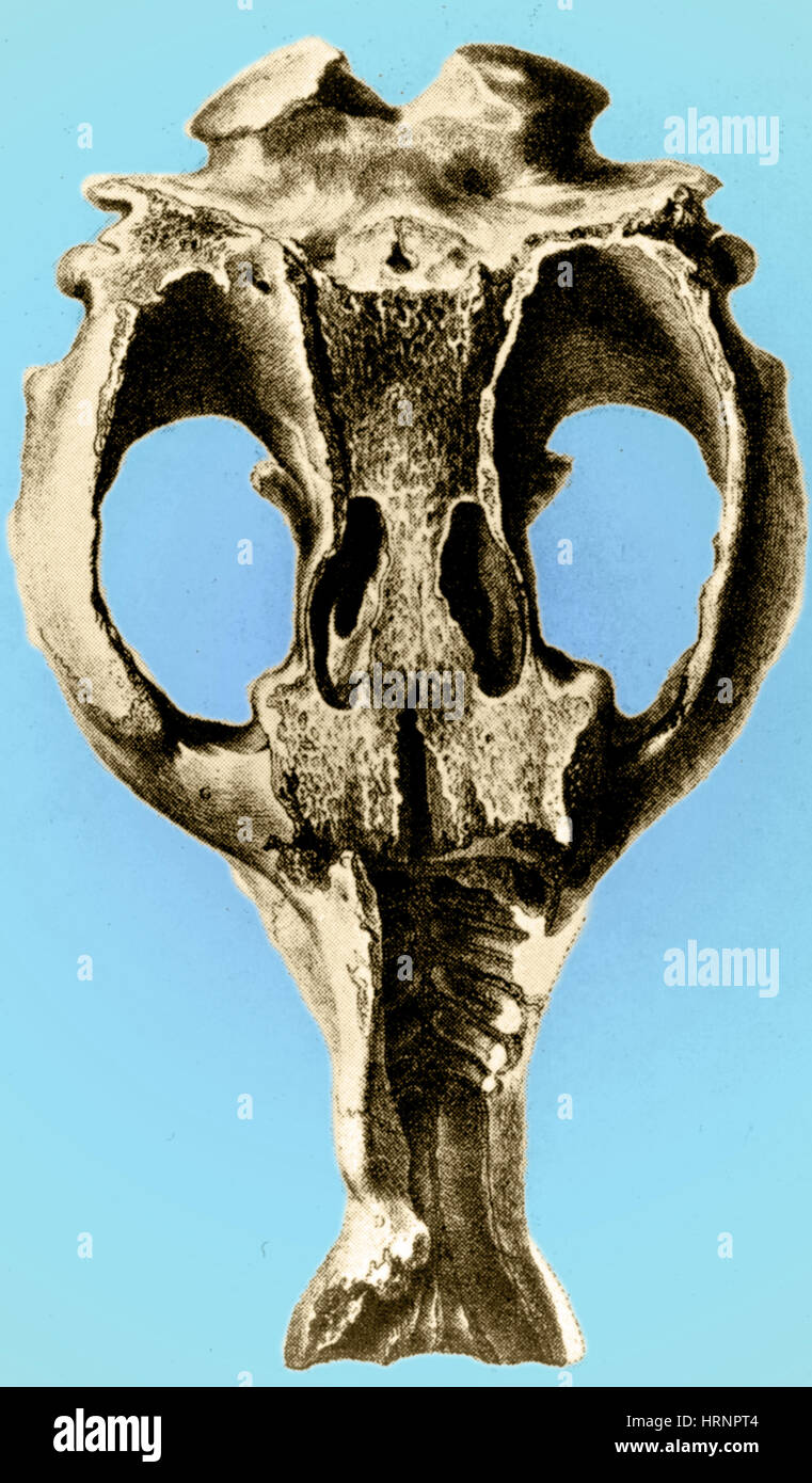 Mammifero fossile immagini e fotografie stock ad alta risoluzione - Alamy