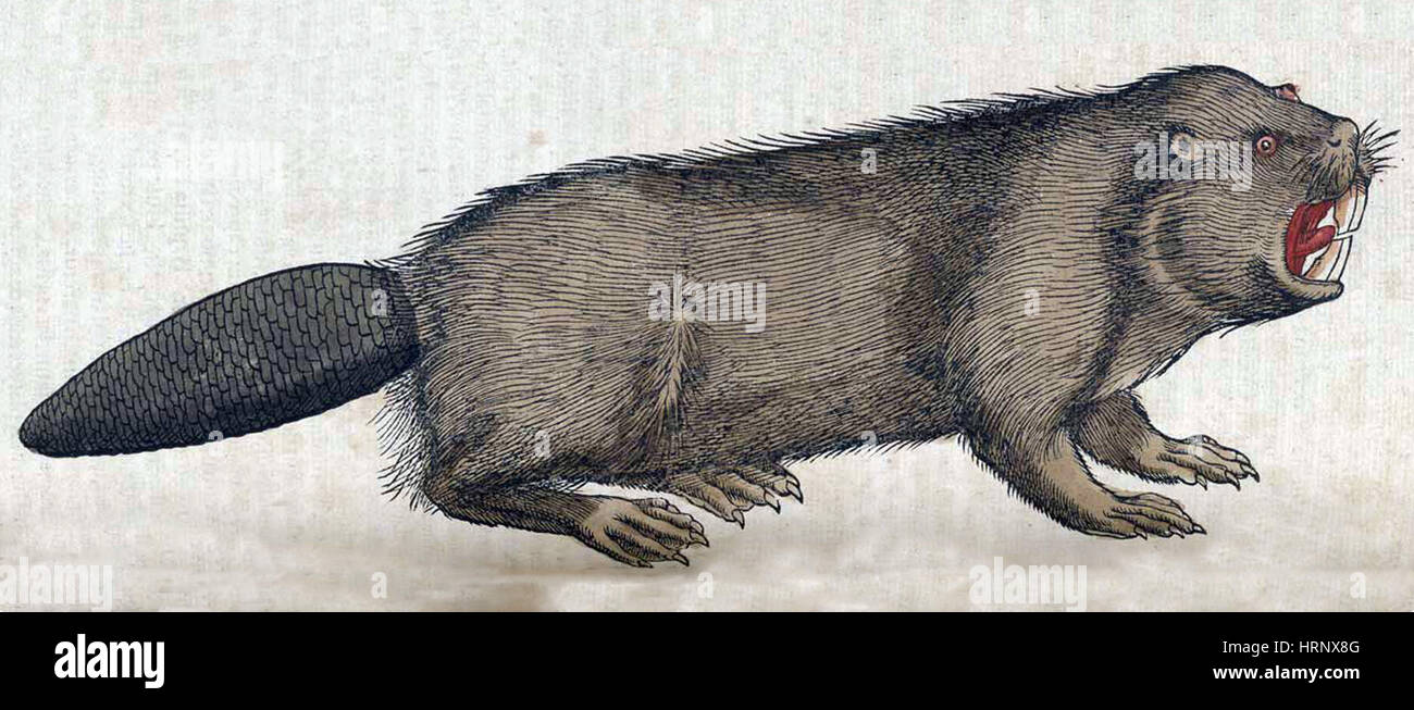 Disegno del castoro immagini e fotografie stock ad alta risoluzione - Alamy
