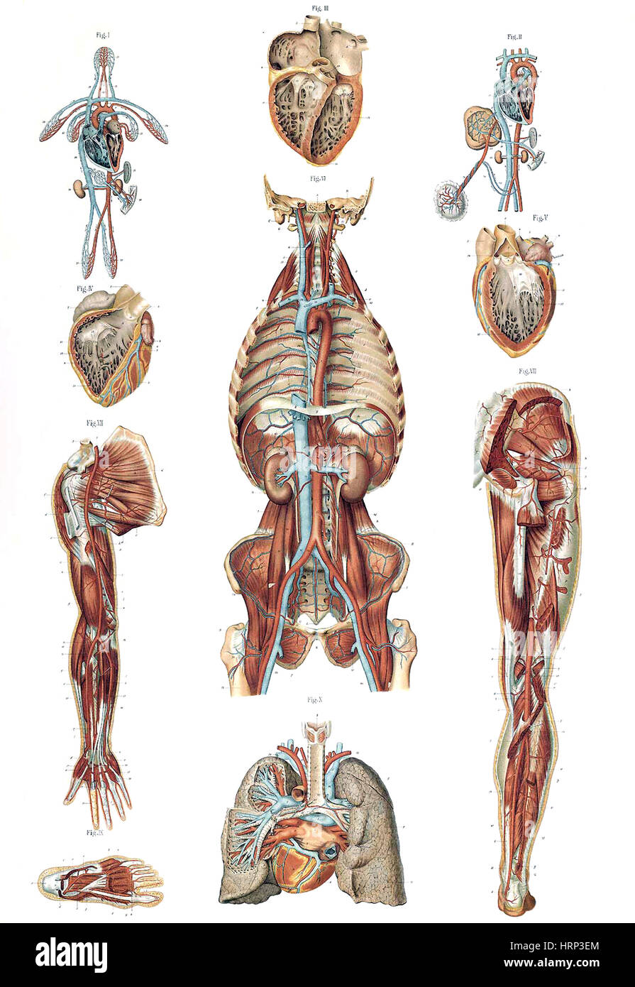 Anatomie du corps humain immagini e fotografie stock ad alta ...