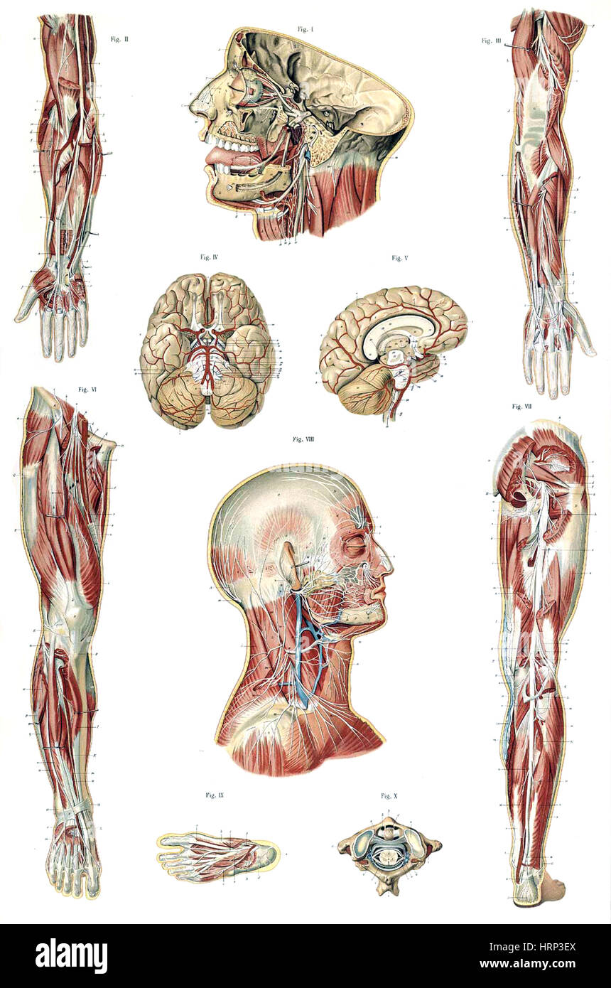 Anatomie du corps humain immagini e fotografie stock ad alta ...