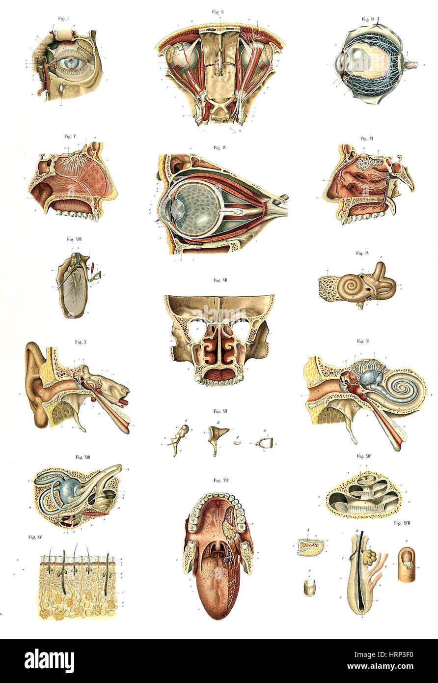 Anatomie normale du corps humain immagini e fotografie stock ad alta ...