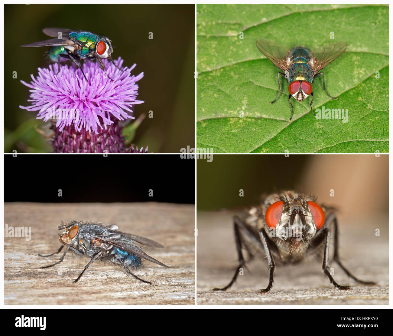 Quattro mosche immagini e fotografie stock ad alta risoluzione - Alamy