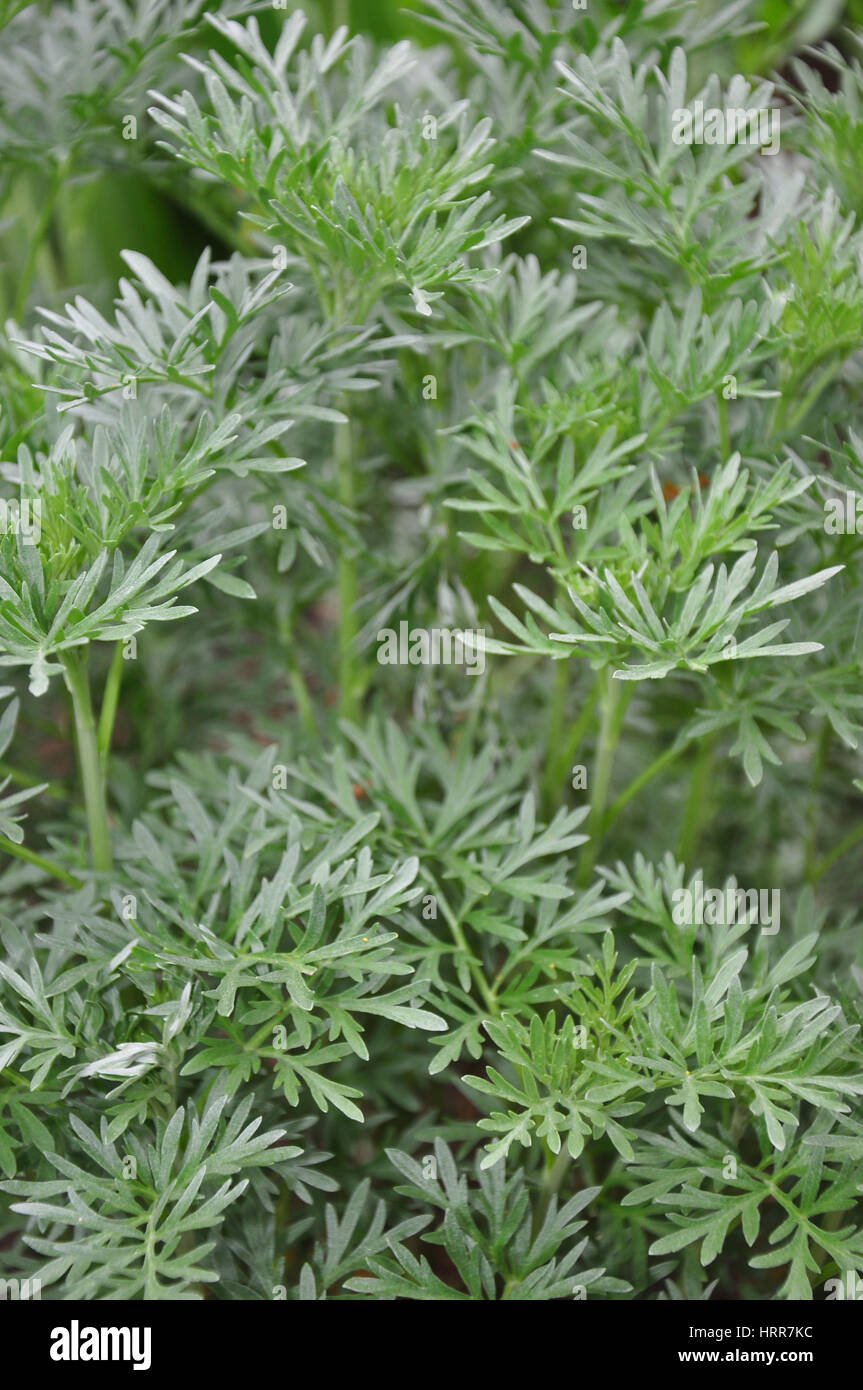 Artemisia absinthium immagini e fotografie stock ad alta risoluzione ...