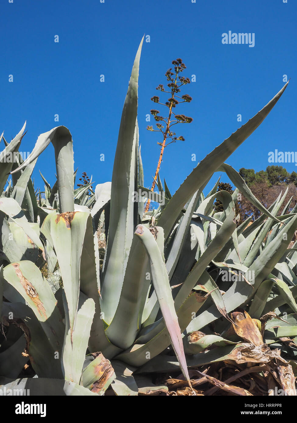 Pianta di agave immagini e fotografie stock ad alta risoluzione - Alamy