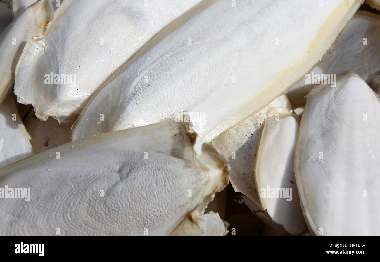 Scheletro di seppia immagini e fotografie stock ad alta risoluzione - Alamy