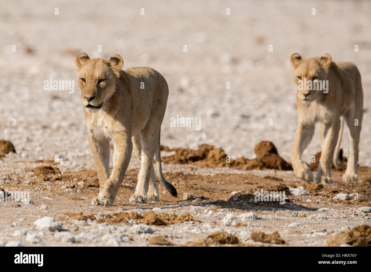 Due cuccioli di leoni immagini e fotografie stock ad alta risoluzione ...