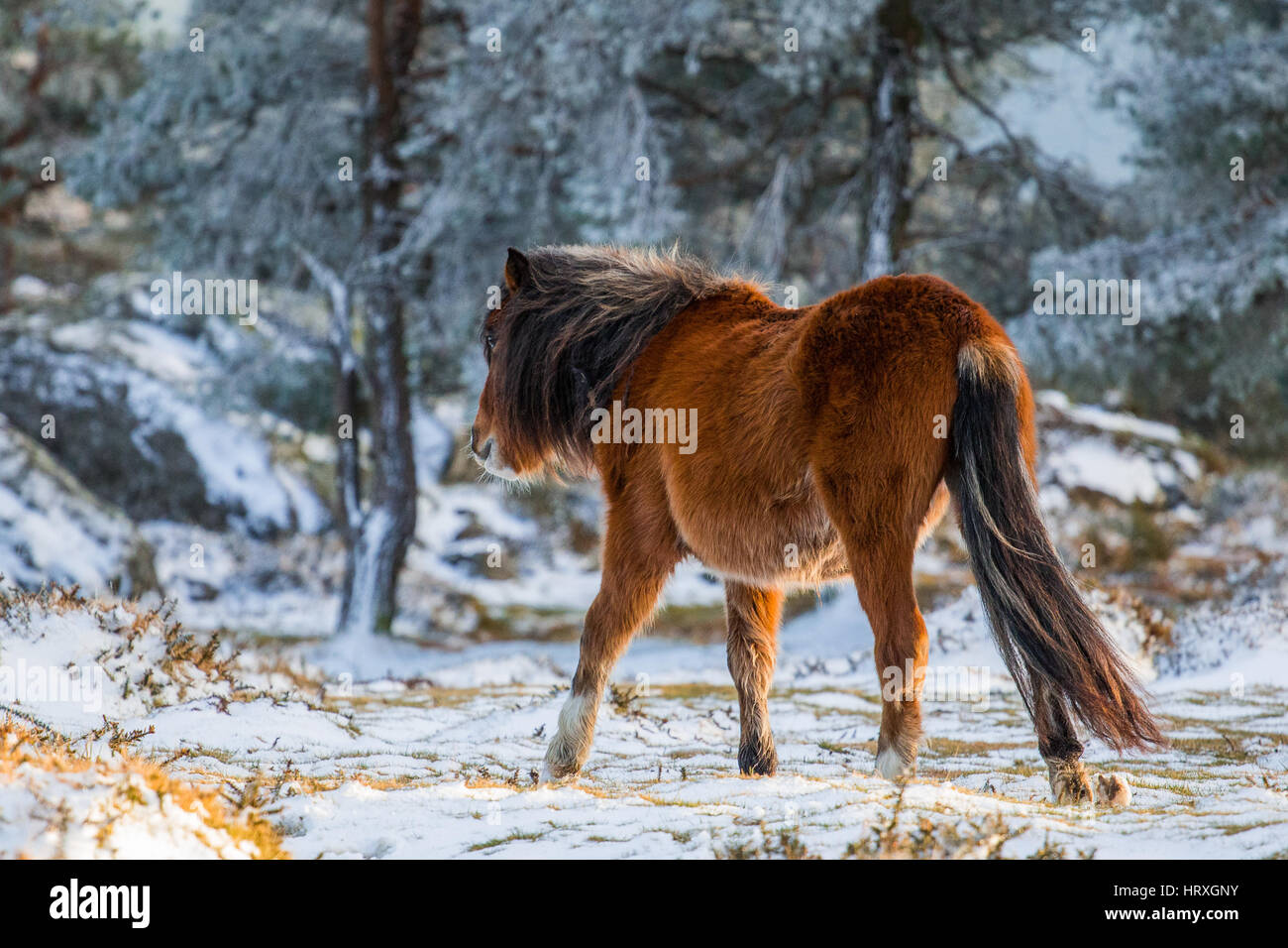 Pony in natura immagini e fotografie stock ad alta risoluzione - Alamy