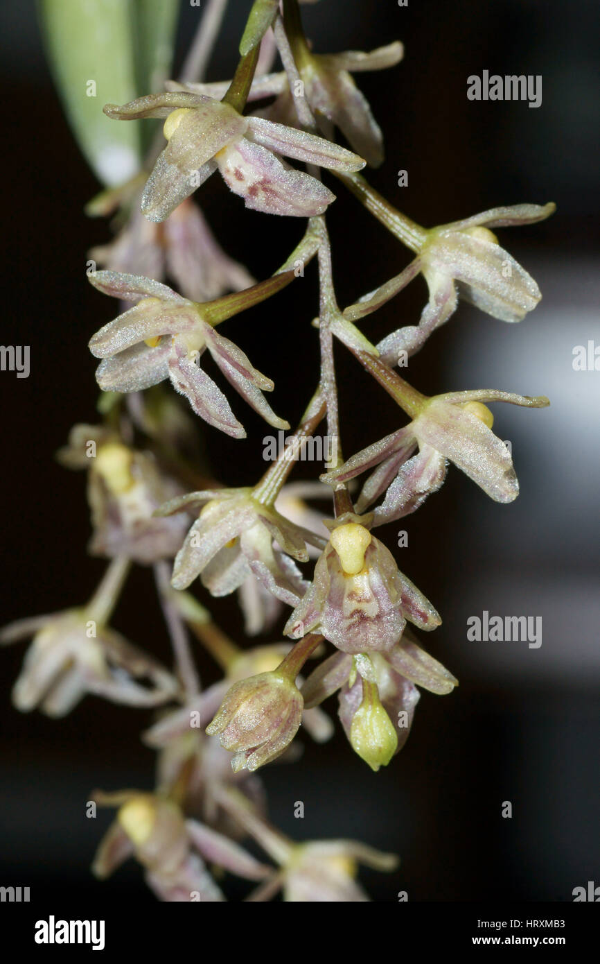 Leochilus oncidioides immagini e fotografie stock ad alta risoluzione ...