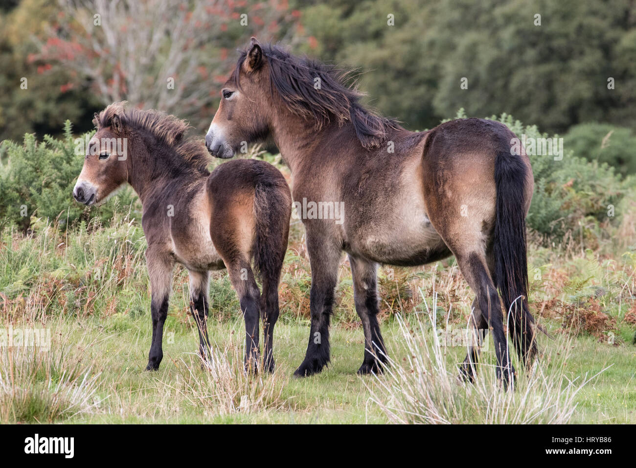 Razze di pony in via di estinzione immagini e fotografie stock ad alta ...