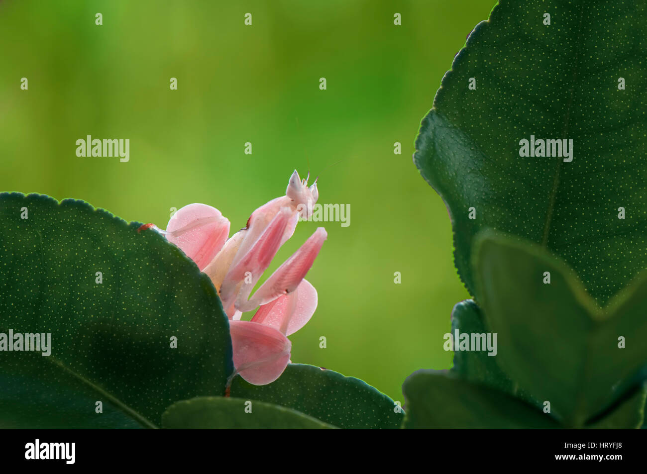 Mantide orchidea rosa immagini e fotografie stock ad alta risoluzione ...