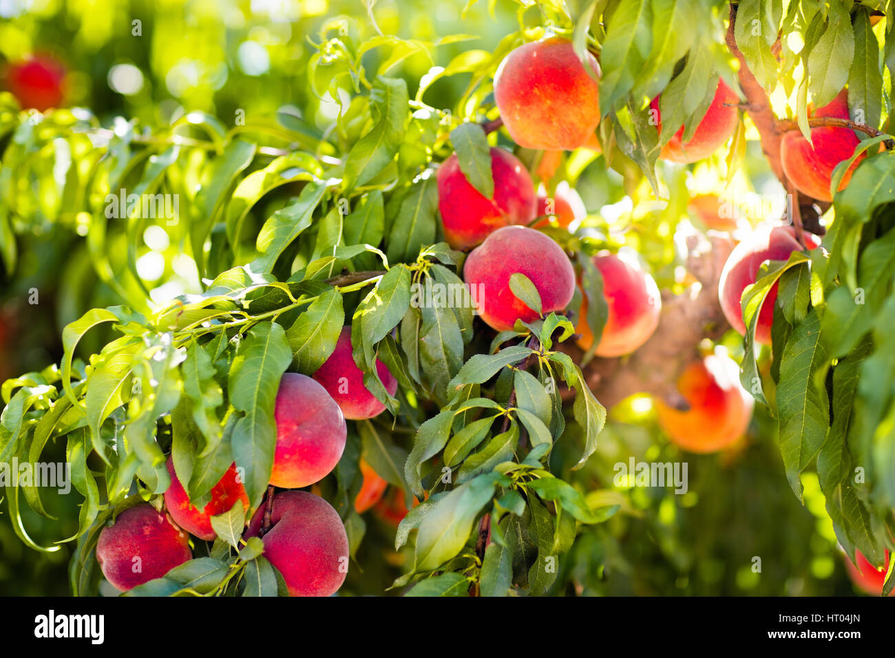Mature gustoso peach su albero nella soleggiata estate Orchard ...
