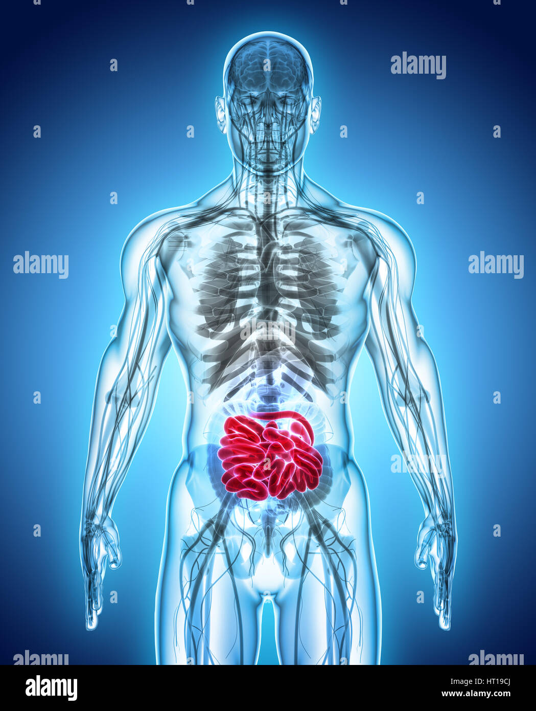 3D illustrazione del piccolo intestino, parte del sistema digestivo ...