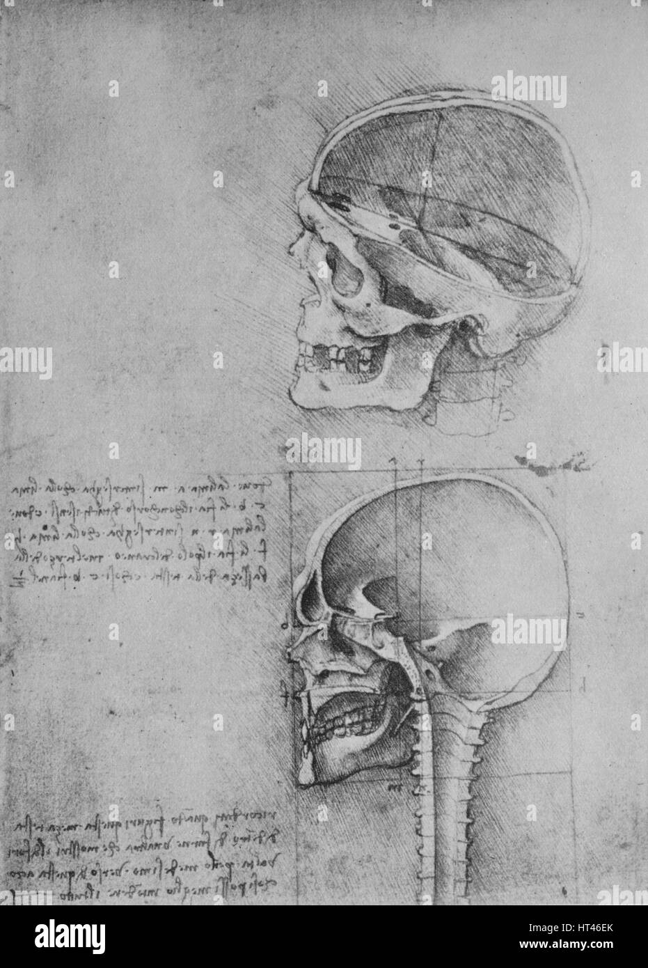 Leonardo da vinci cranio disegno immagini e fotografie stock ad alta ...