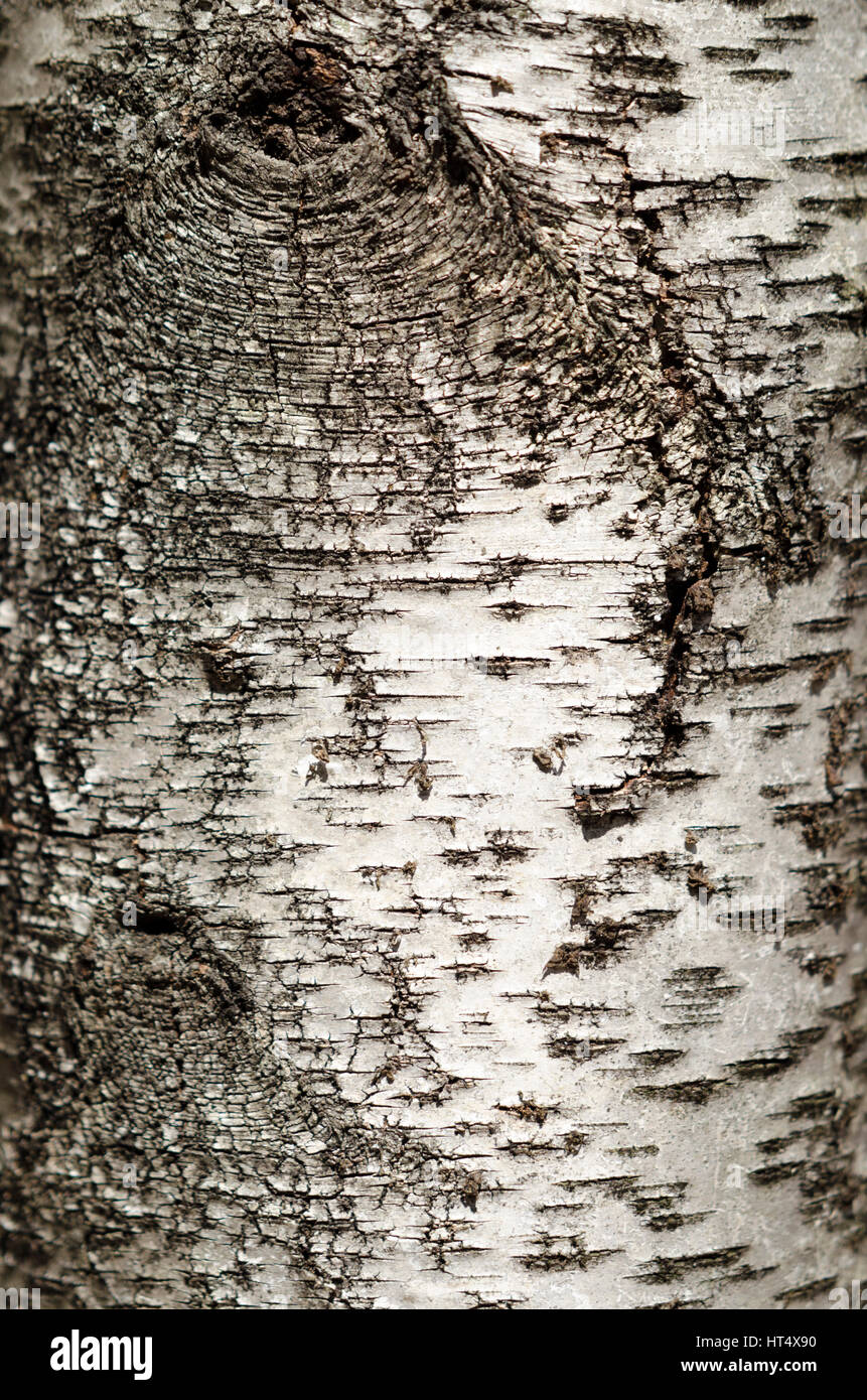 Tronco d'albero di corteccia di corteccia di carta immagini e ...