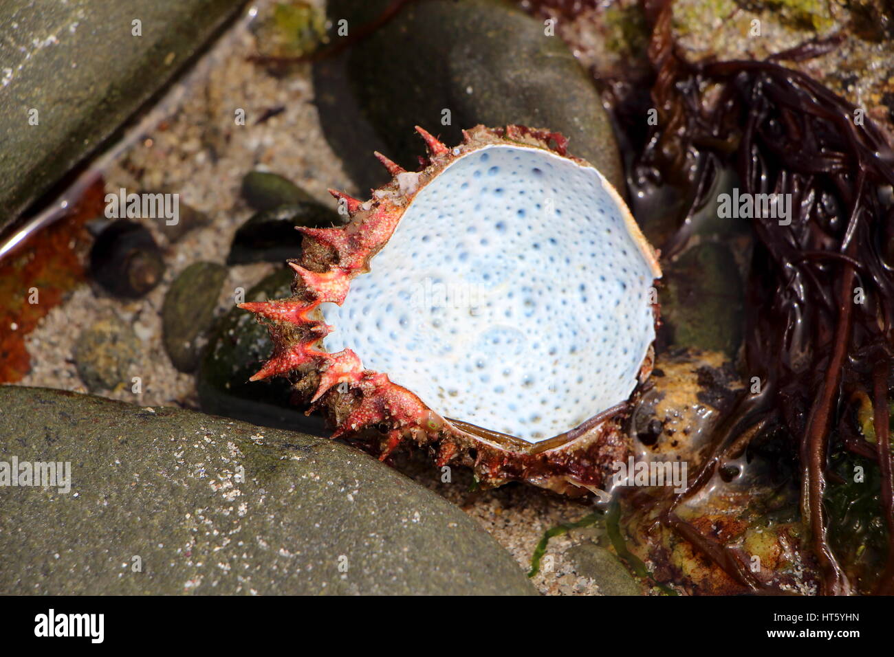 Crostacei granchio immagini e fotografie stock ad alta risoluzione - Alamy