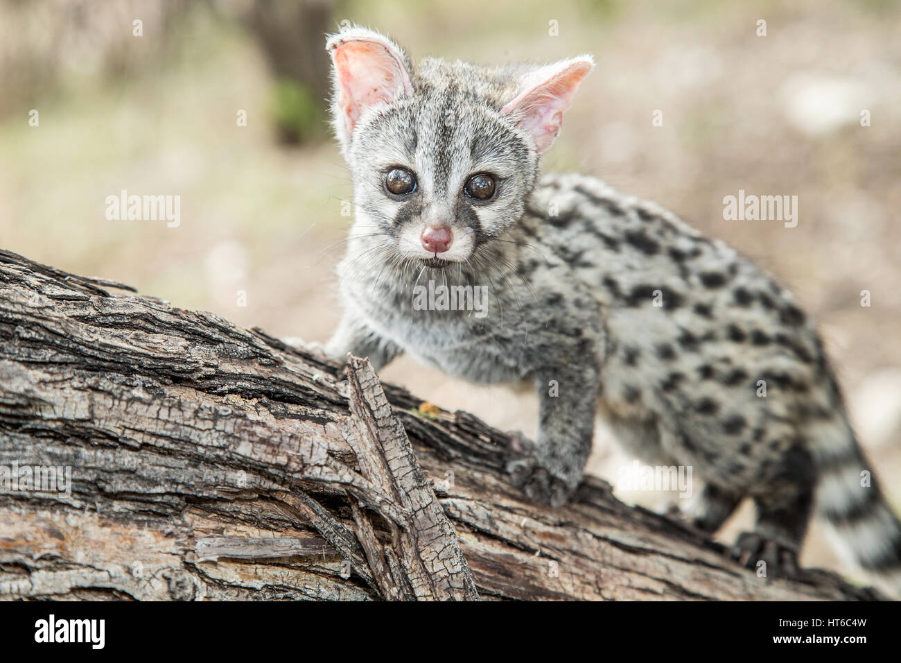 Small spotted genet genetta genetta immagini e fotografie stock ad alta ...