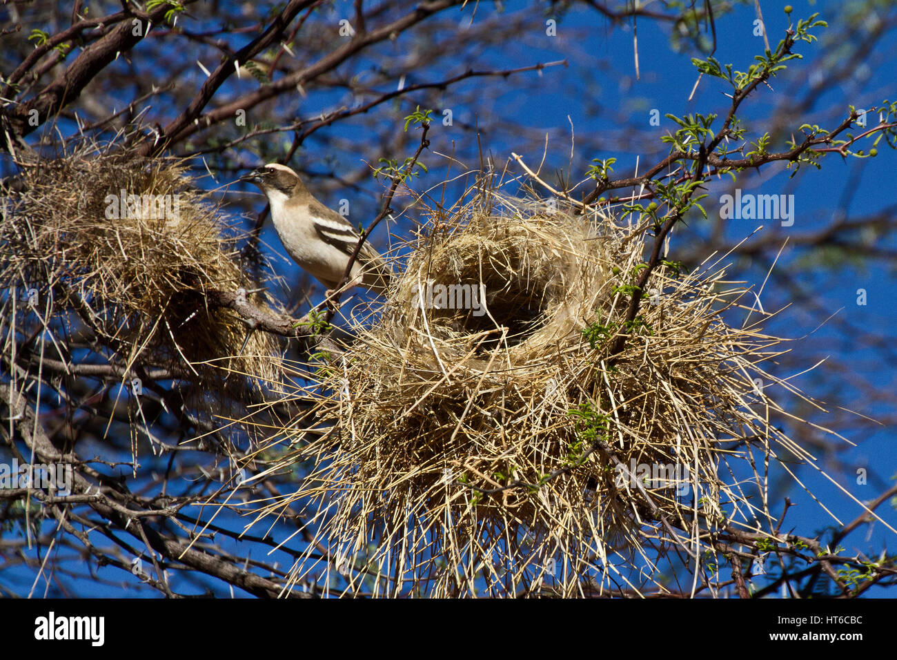 Passero tessitore immagini e fotografie stock ad alta risoluzione - Alamy