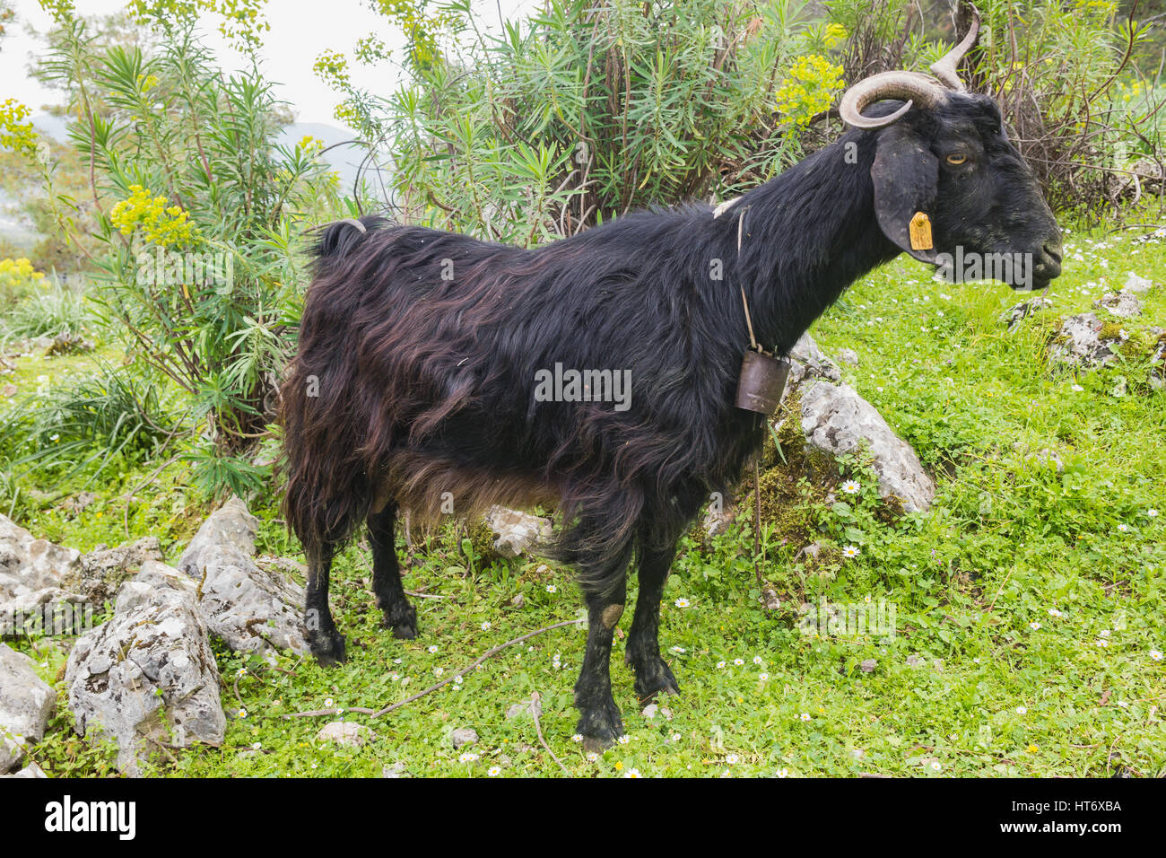 Capra foto immagini e fotografie stock ad alta risoluzione - Alamy