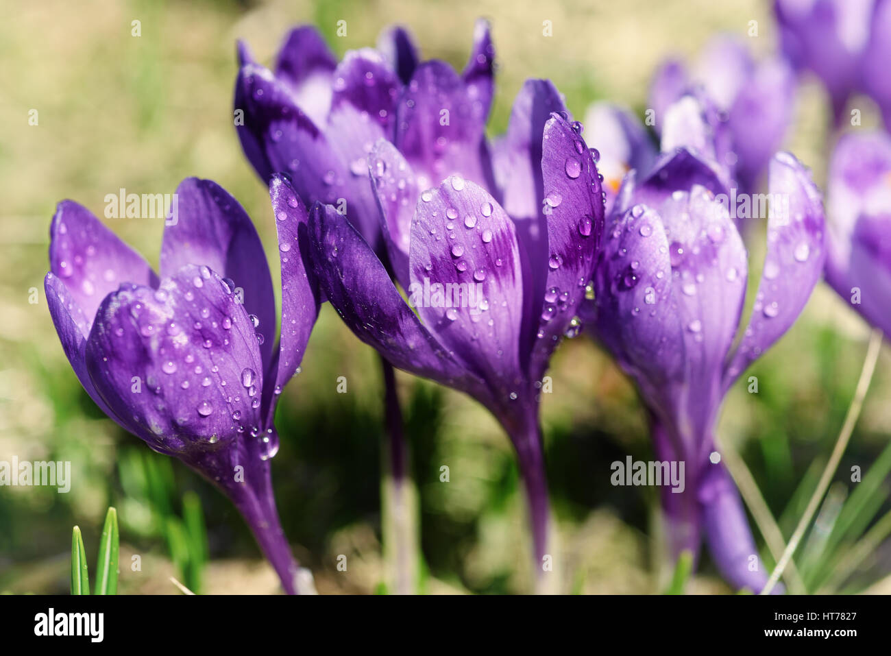 Bella viola fiore Crocus cresce sull'erba secca, il primo segno di ...