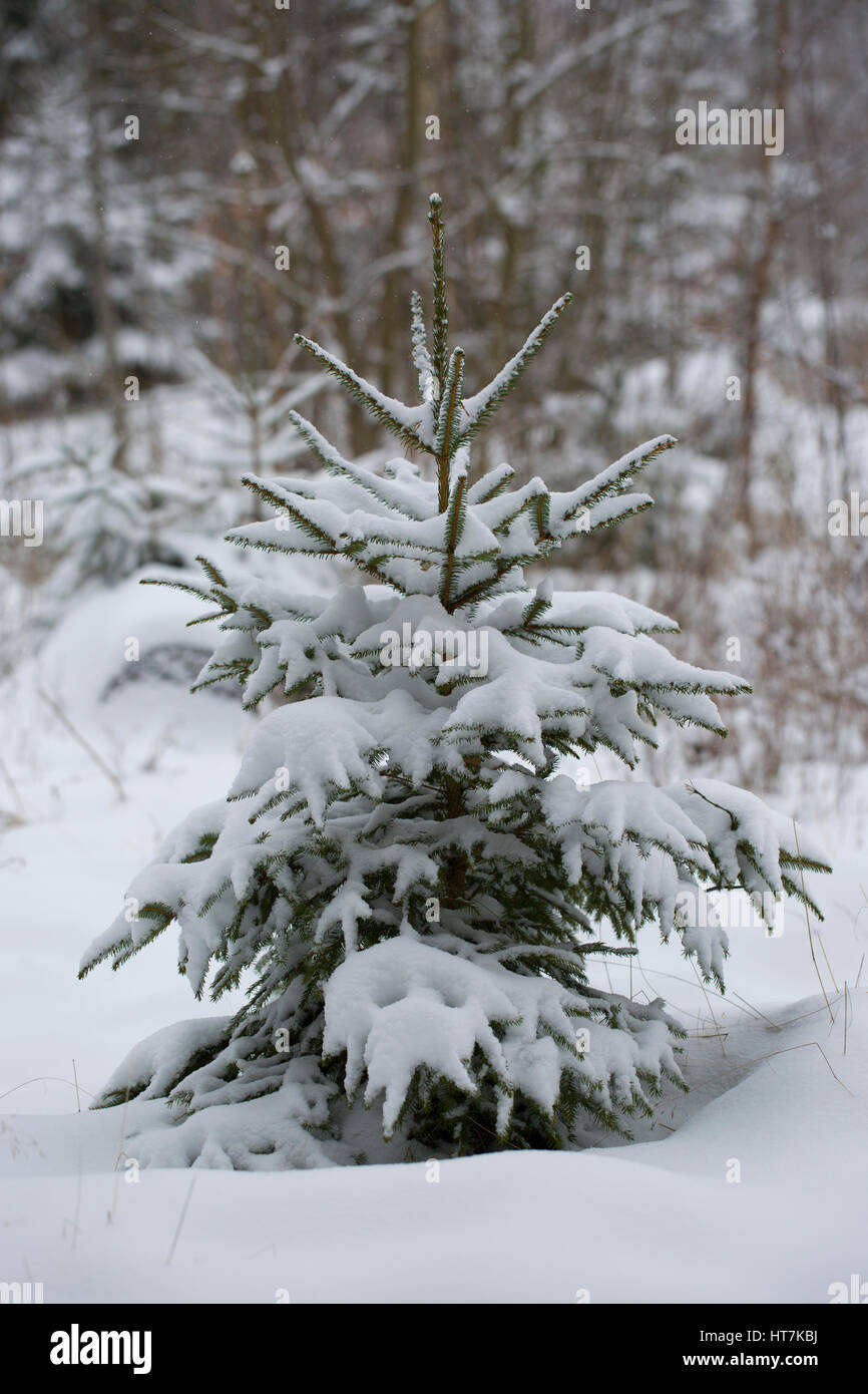 Albero di natale neve immagini e fotografie stock ad alta risoluzione ...