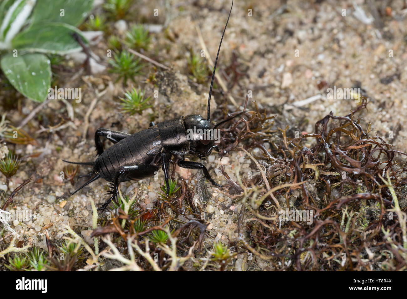 Le grillon champetre immagini e fotografie stock ad alta risoluzione ...