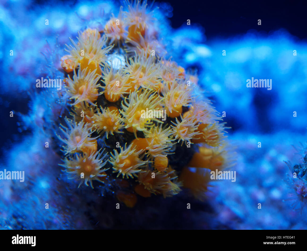 Tubastrea sp immagini e fotografie stock ad alta risoluzione - Alamy